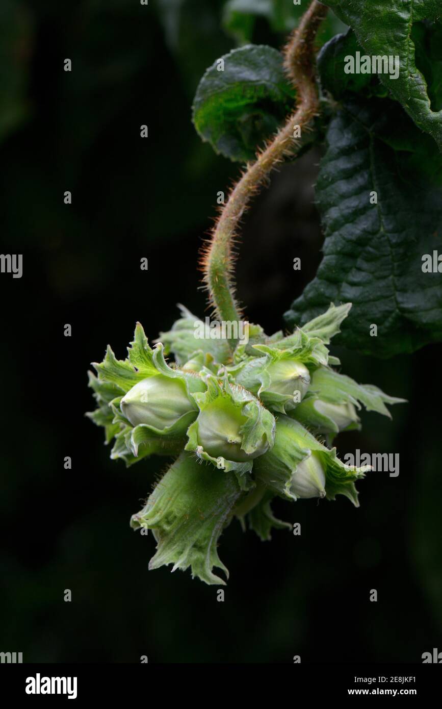 Corkscrew hazel ( Corylus avellana) contorta, hazelnut Stock Photo - Alamy