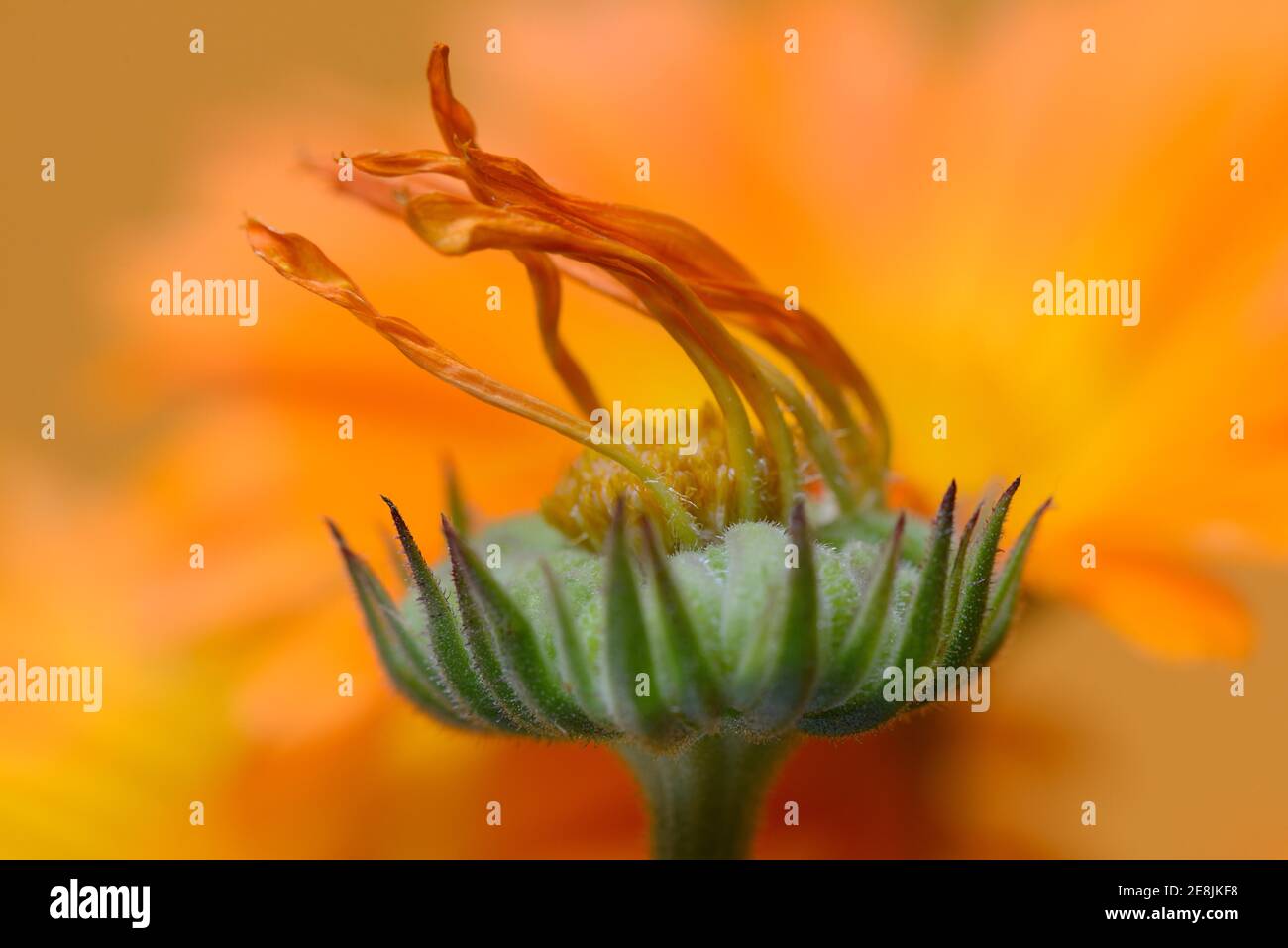 Common Marigold ( Calendula officinalis) , withered Stock Photo - Alamy