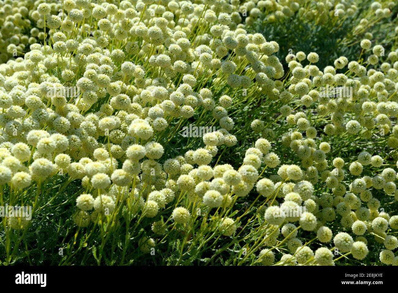 Santolina rosmarinifolia santolina hi-res stock photography and images ...