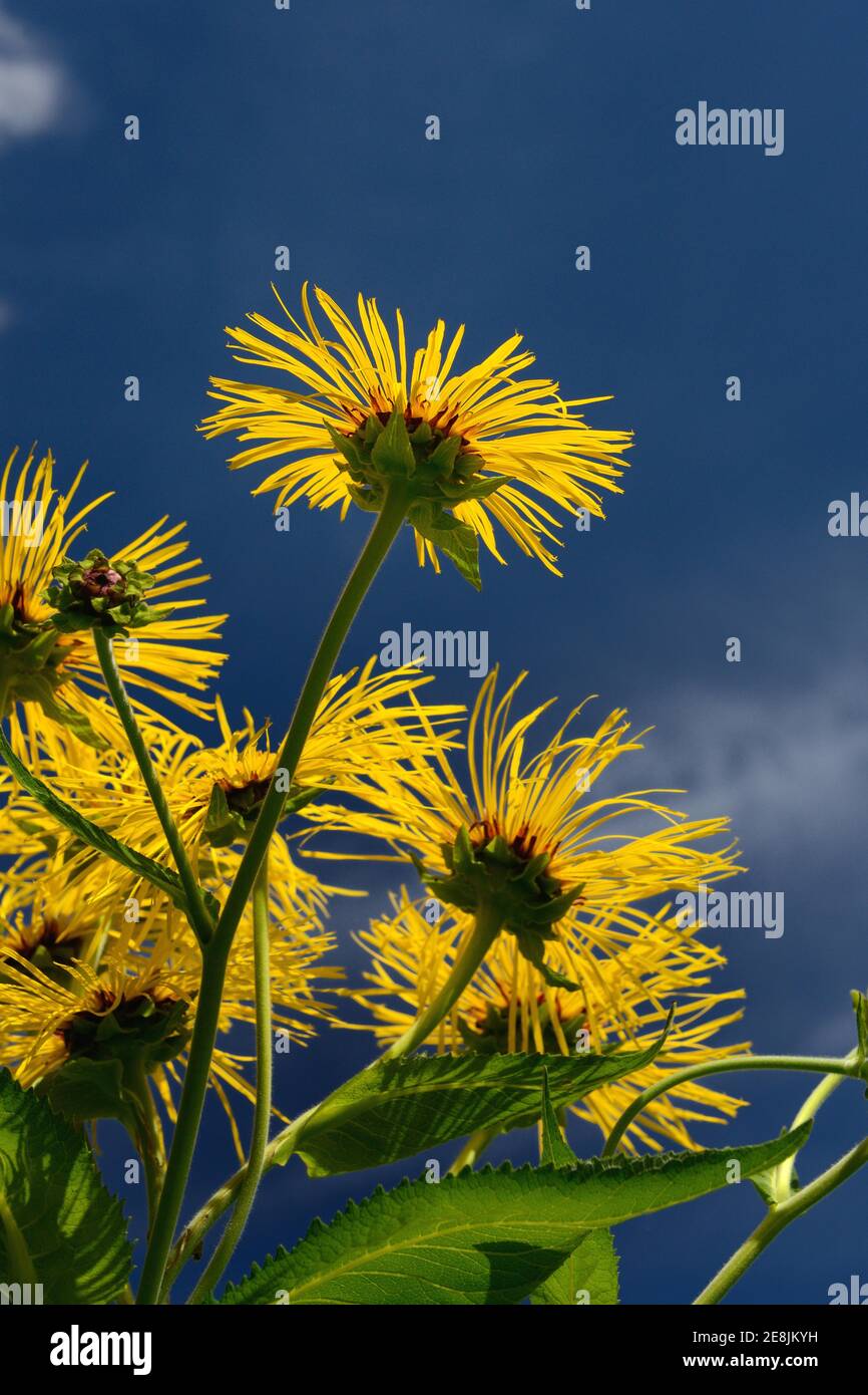 Elecampane ( Inula helenium Stock Photo - Alamy