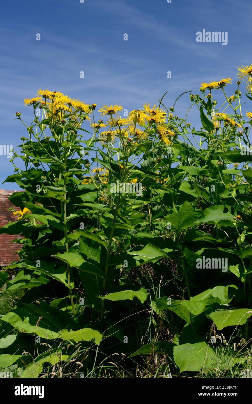 Elecampane plant flower hi-res stock photography and images - Alamy