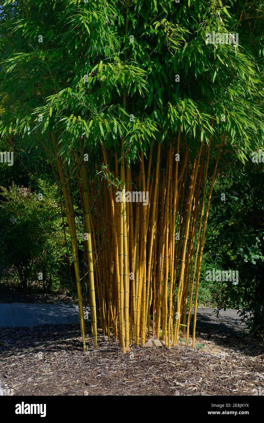Phyllostachys Aureosulcata