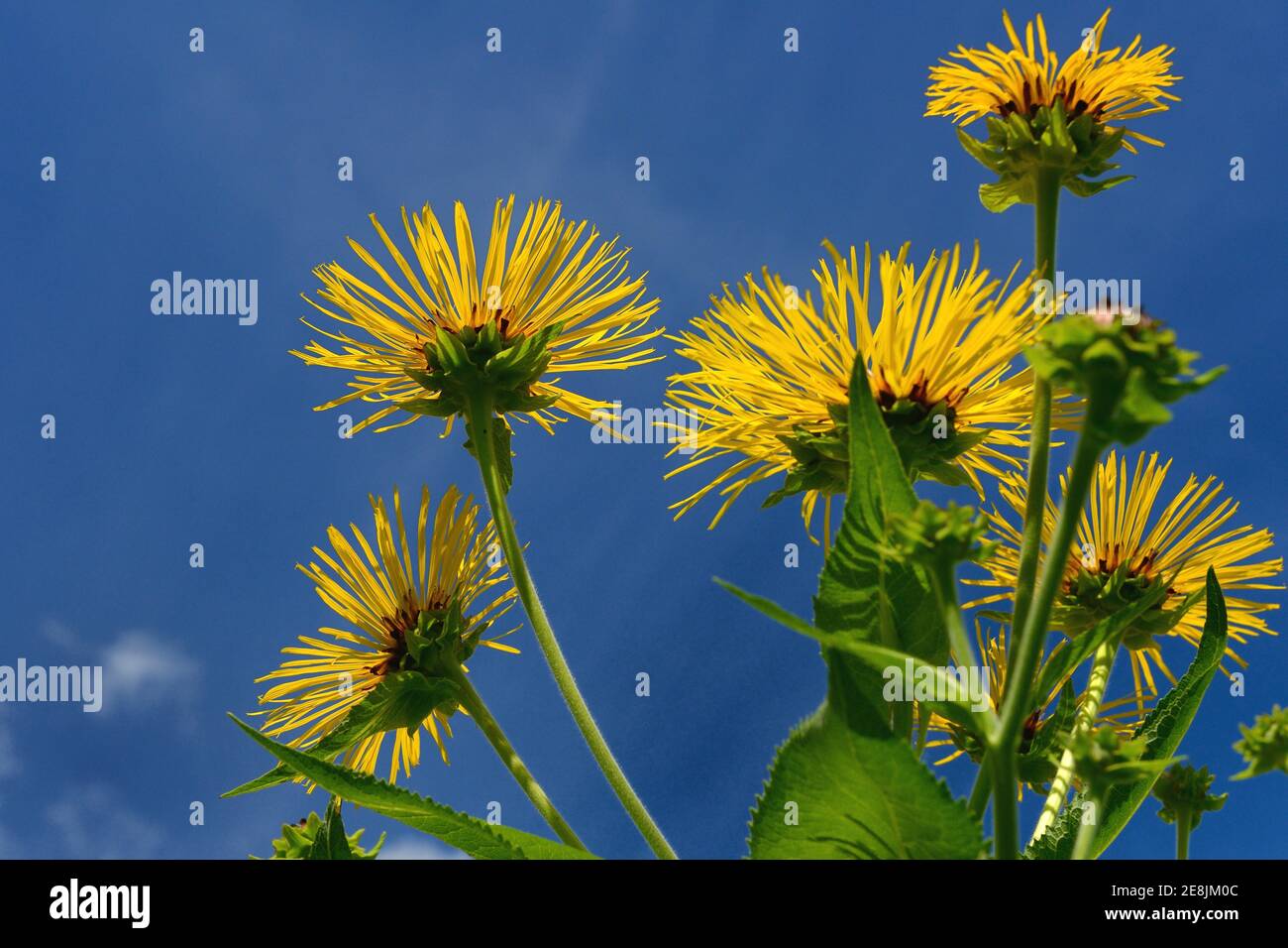 Elecampane ( Inula helenium Stock Photo - Alamy