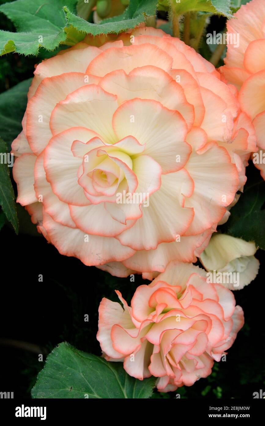 Begonia, variety Ruby young, Begonia spec Stock Photo - Alamy