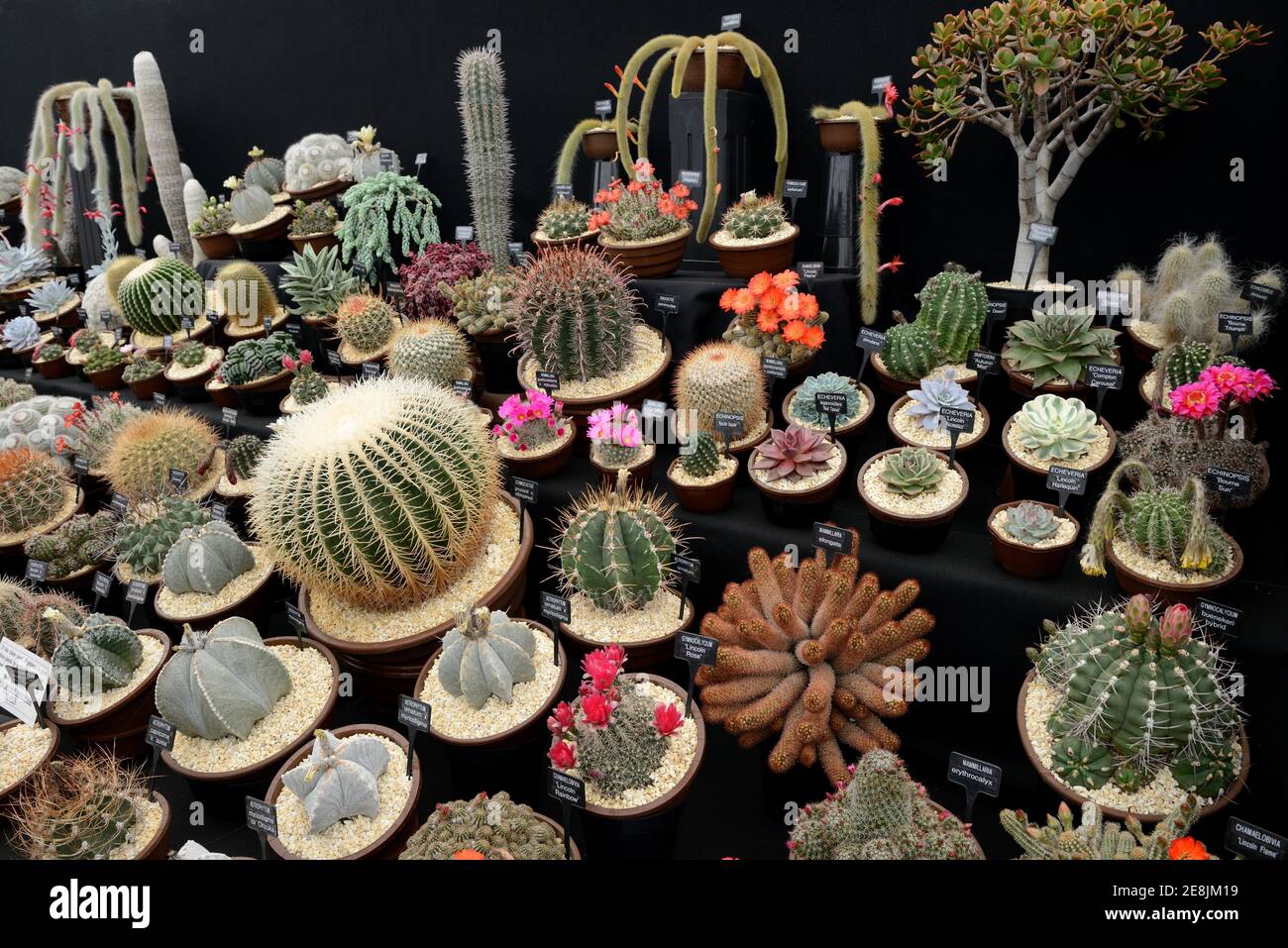 Different cacti with designation, Hampton Court Flower Show, England ...