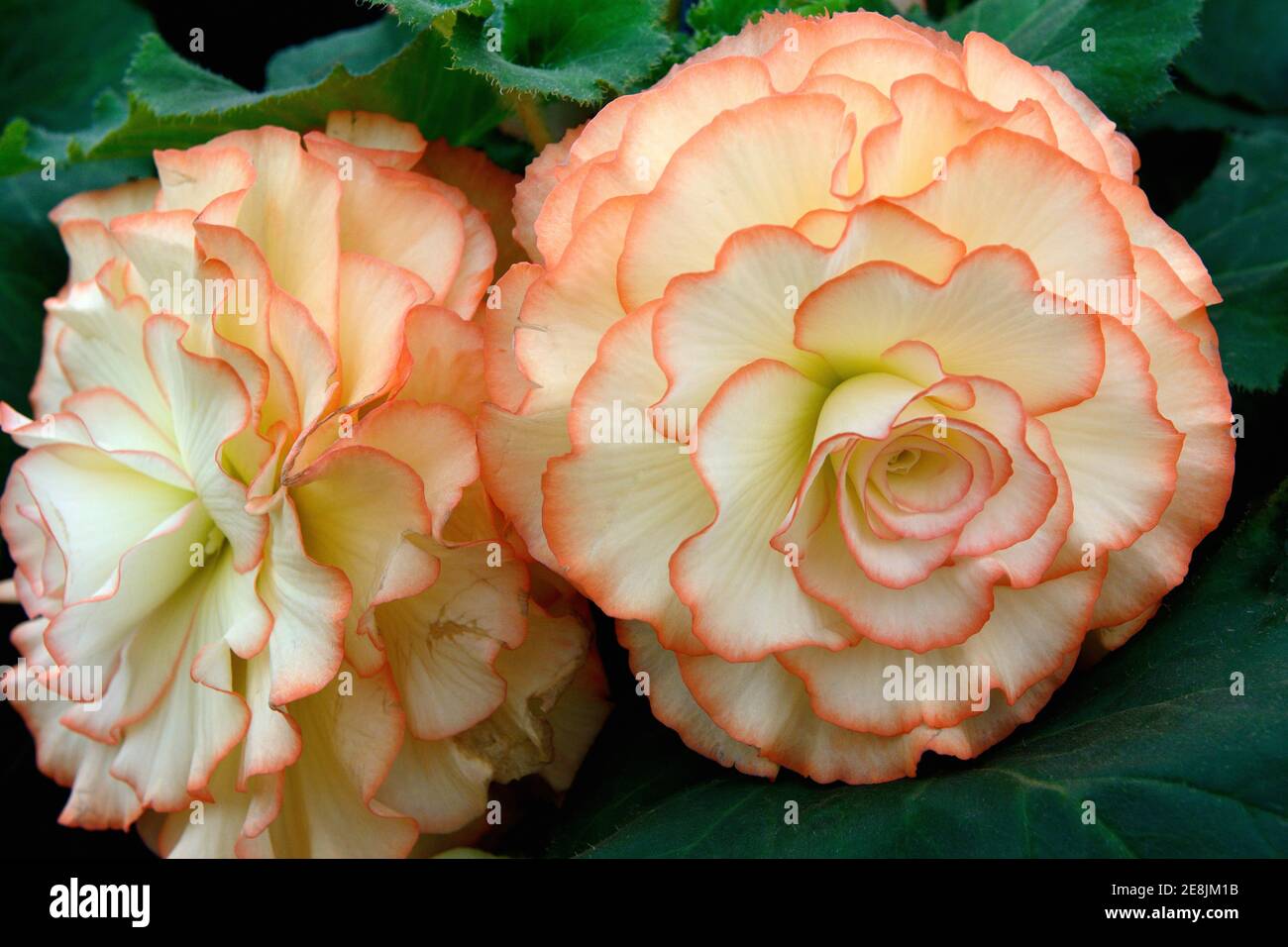 Begonia, variety Ruby young, Begonia spec Stock Photo - Alamy