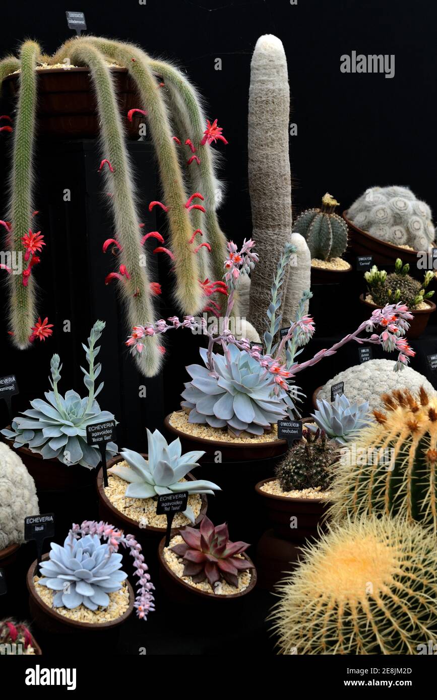Different cacti and thick leaf plants with designation, Hampton Court ...