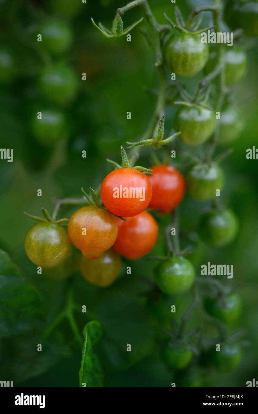 Wild tomato, variety Small red ( Solanum) pimpinellifolium Stock Photo ...