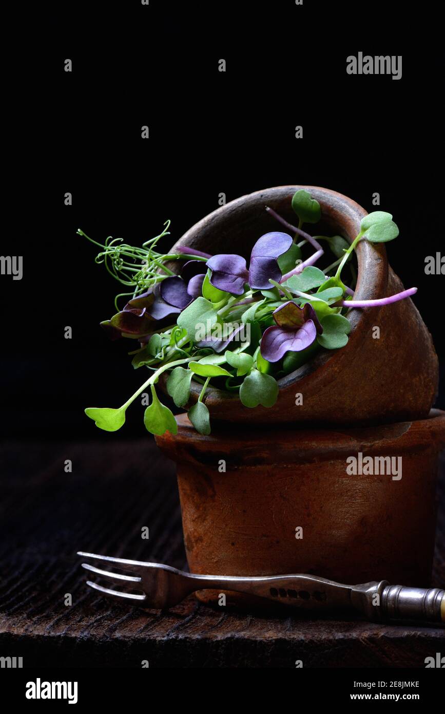 Microgreen, Microgreens, Micro Green, Microleaeves, Micro Leaves ...