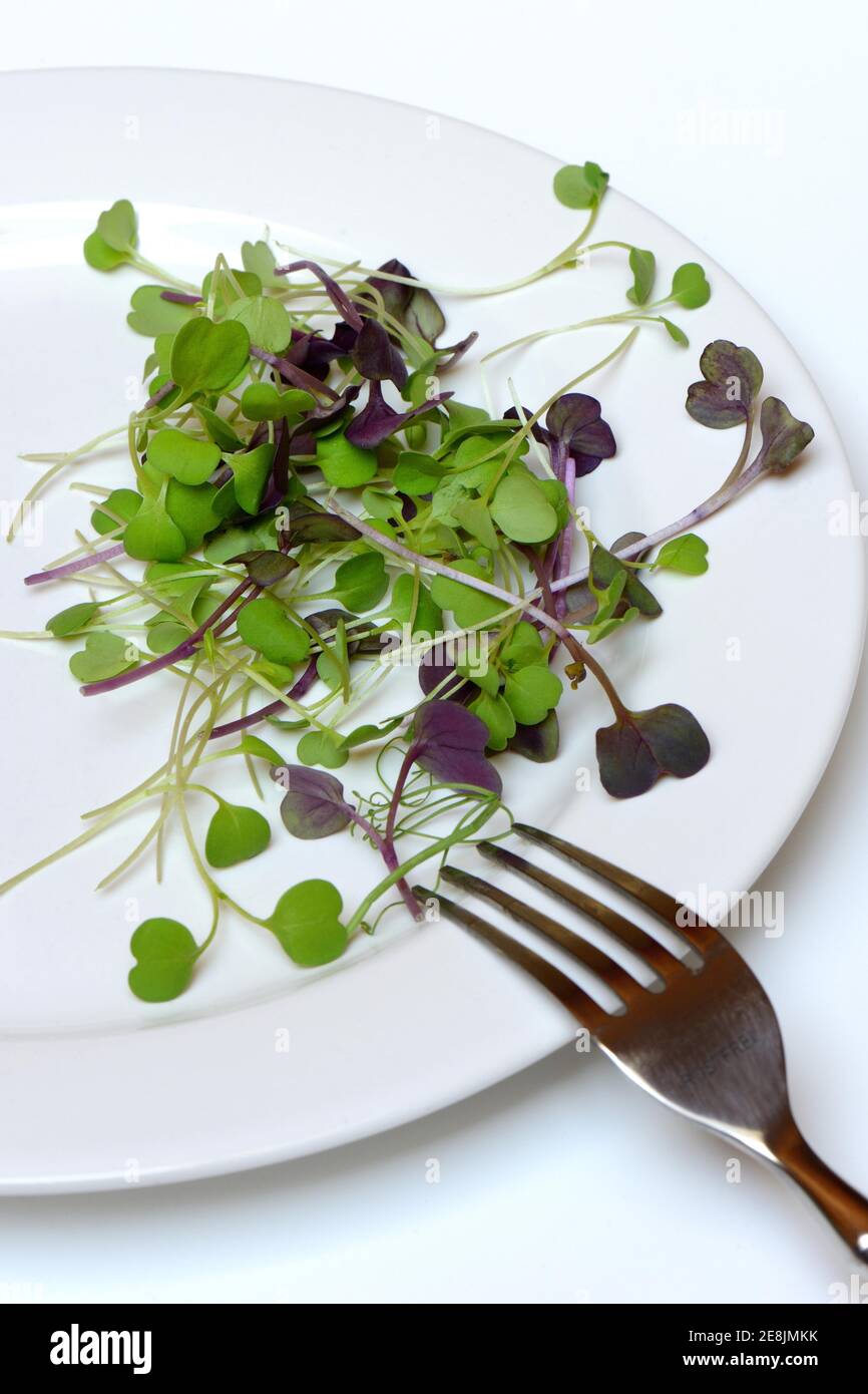 Micro leaves hi-res stock photography and images - Alamy