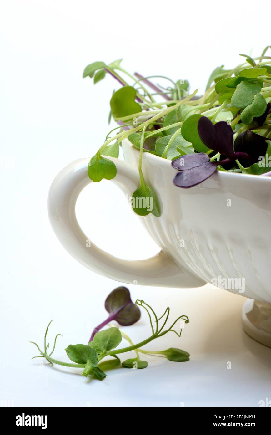 Microgreen, Microgreens in shell, Micro Green, Microleaeves, Micro ...