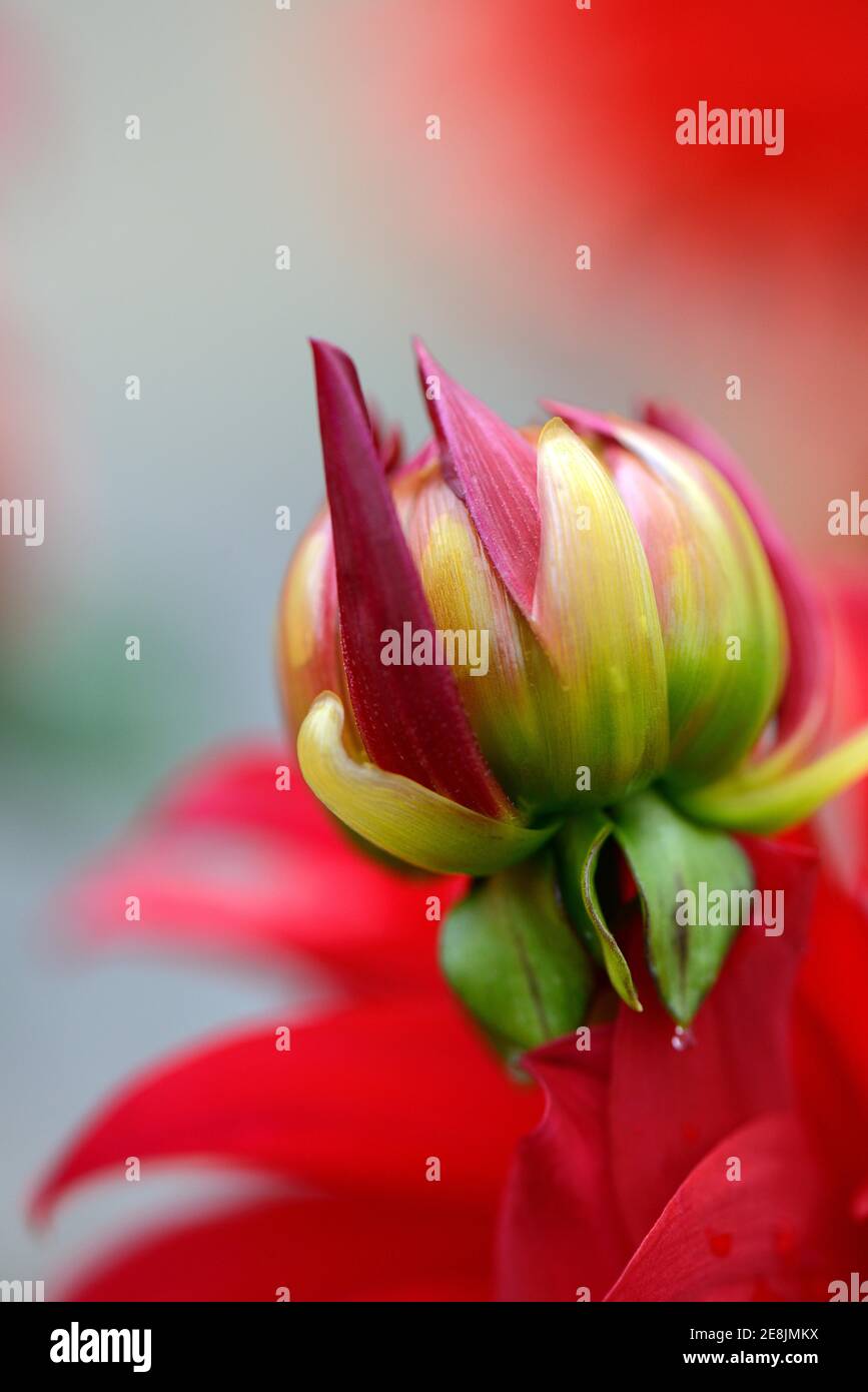 Dahlia ( Dahlia) variety Barbarossa spec Stock Photo - Alamy