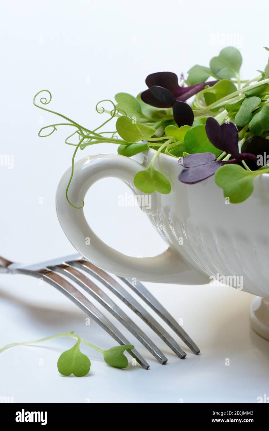 Microgreen, Microgreens in shell, Micro Green, Microleaeves, Micro ...