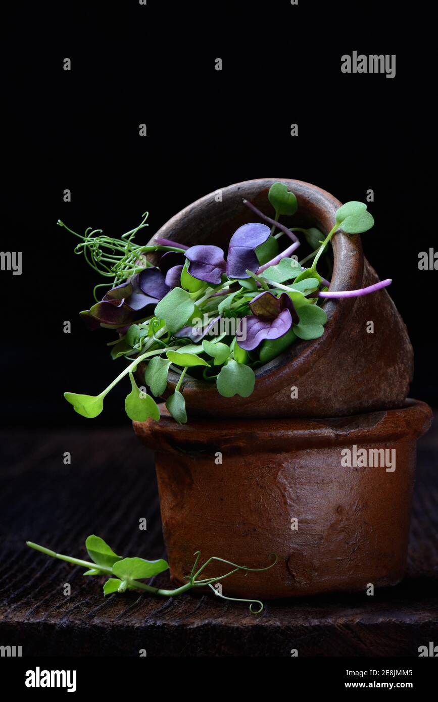 Microgreen, Microgreens, Micro Green, Microleaeves, Micro Leaves ...