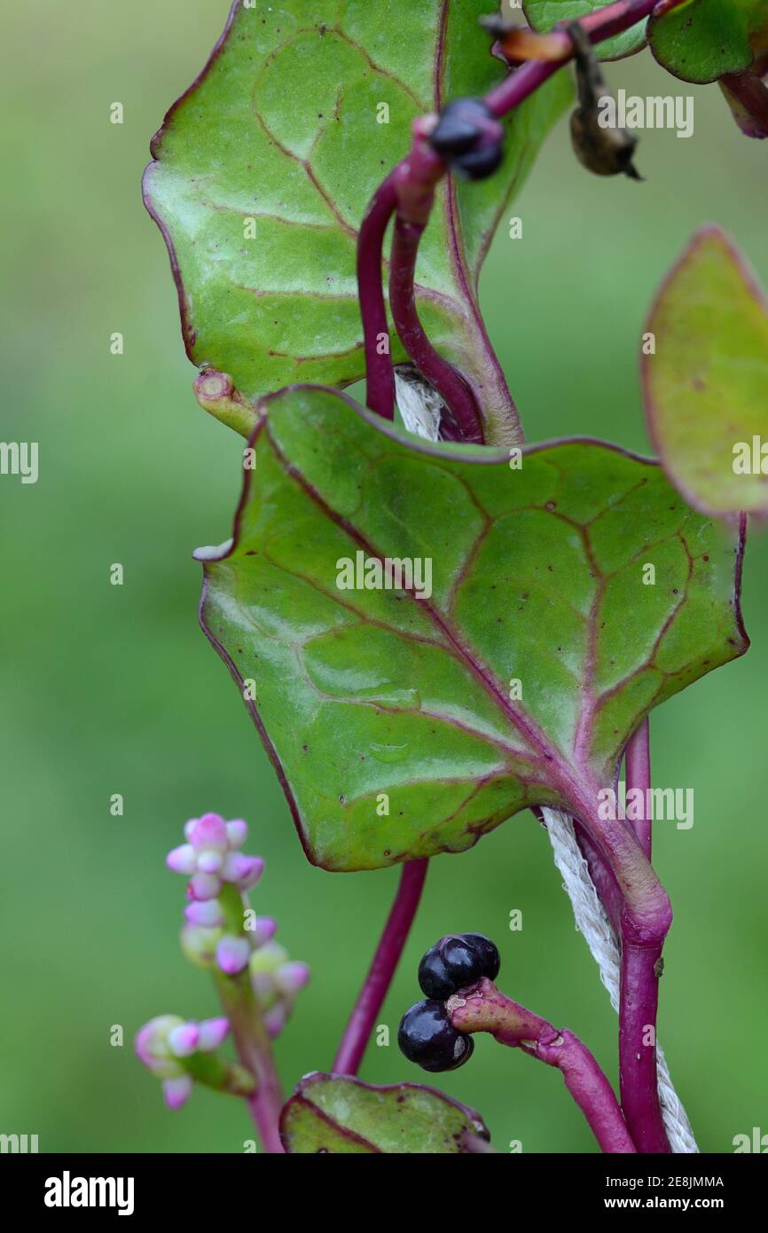 Indian Spinach Plant