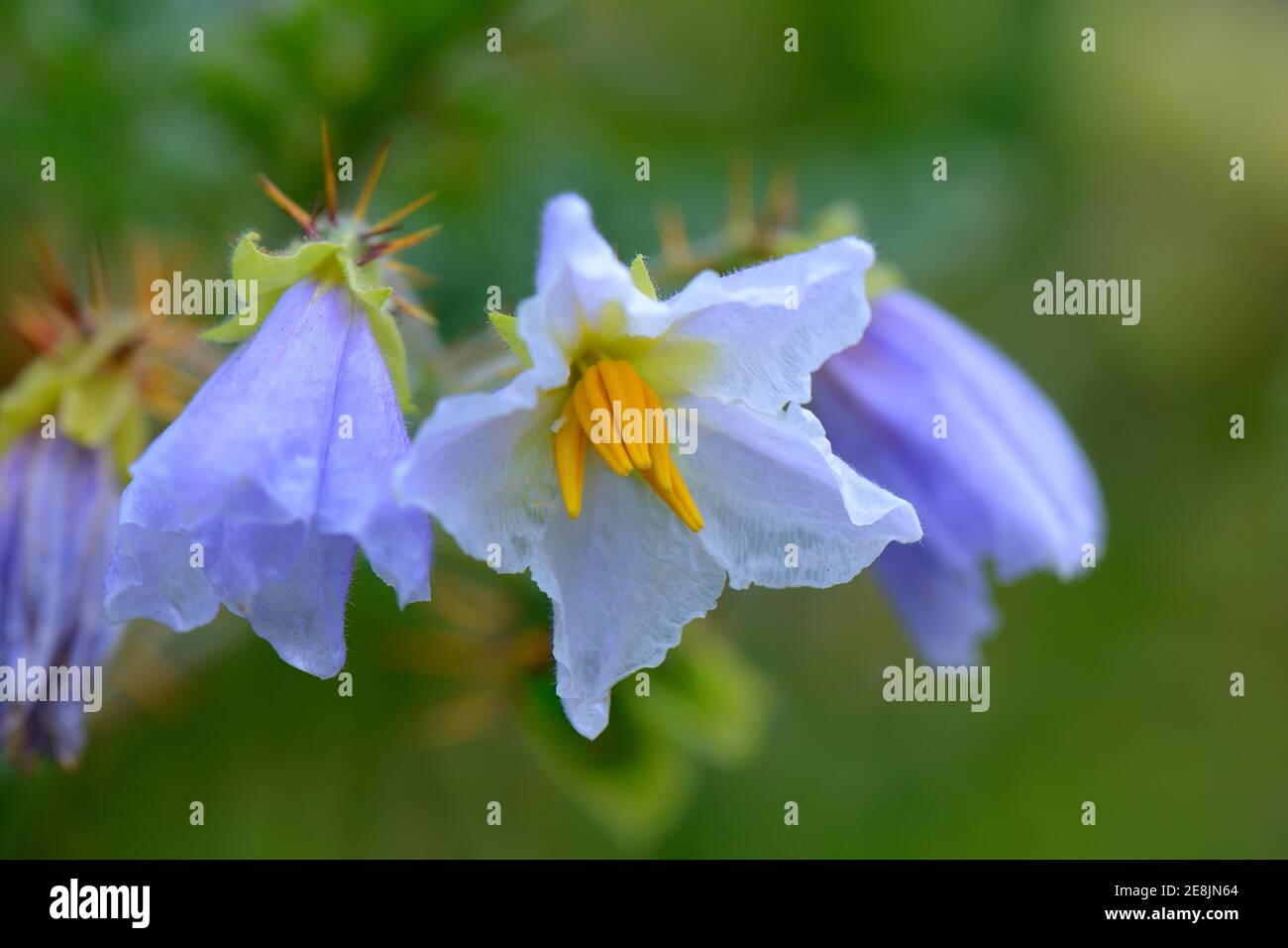 Sticky nightshade, lychee tomato ( Solanum sisymbriifolium) , Flower ...