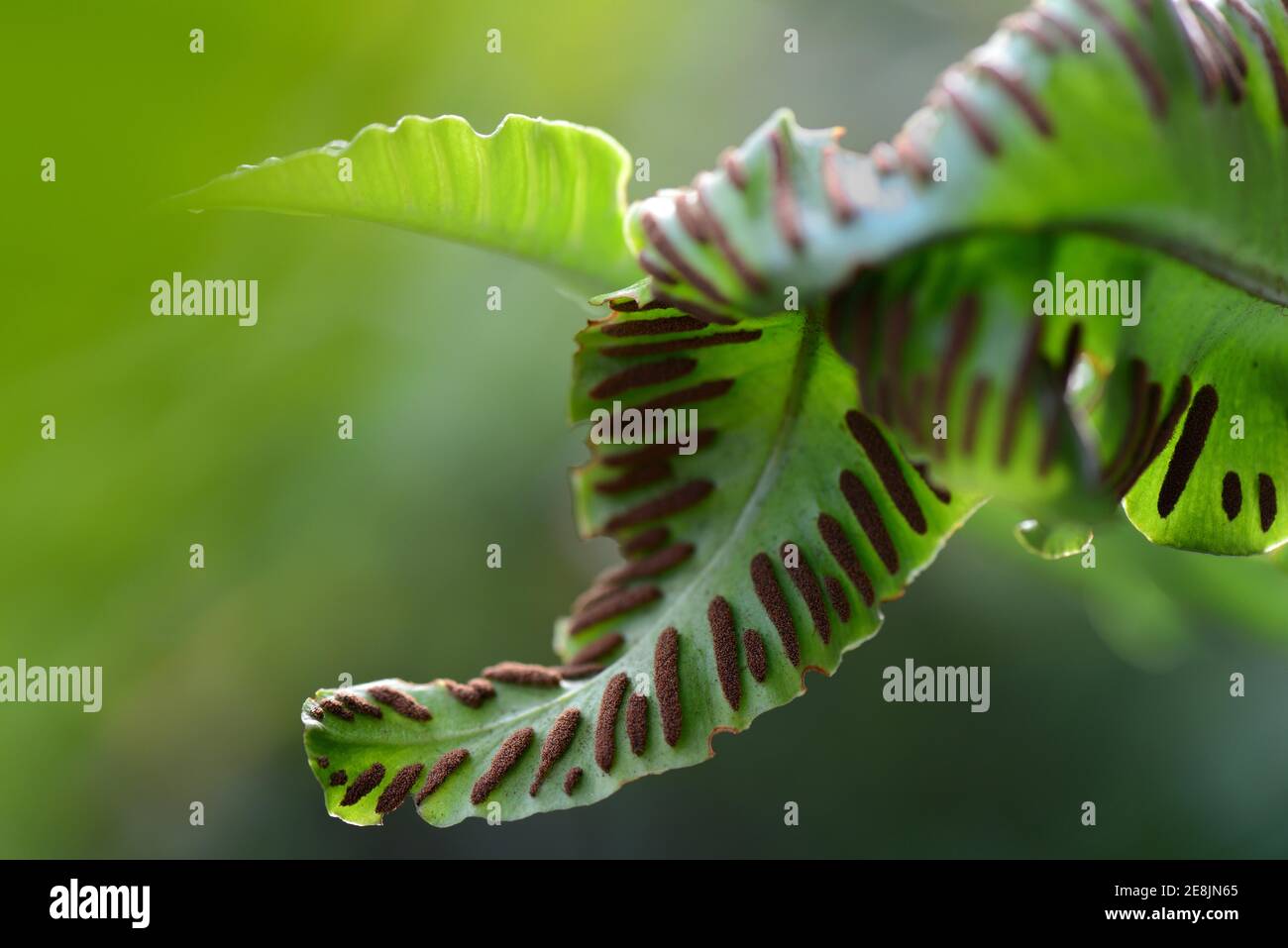 Fern, Sori on the underside of fern frond, Asplenium scolopendrium ...
