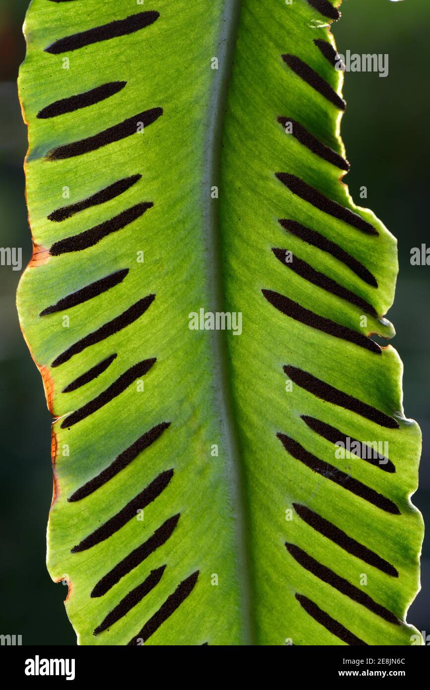 Fern, Sori on the underside of fern frond, Asplenium scolopendrium ...