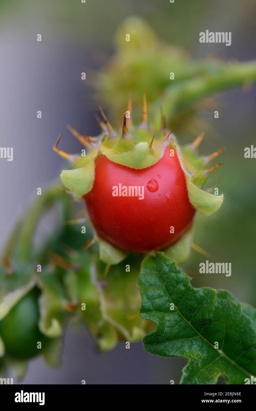 Sticky nightshade, lychee tomato, Solanum sisybriifolium Stock Photo ...