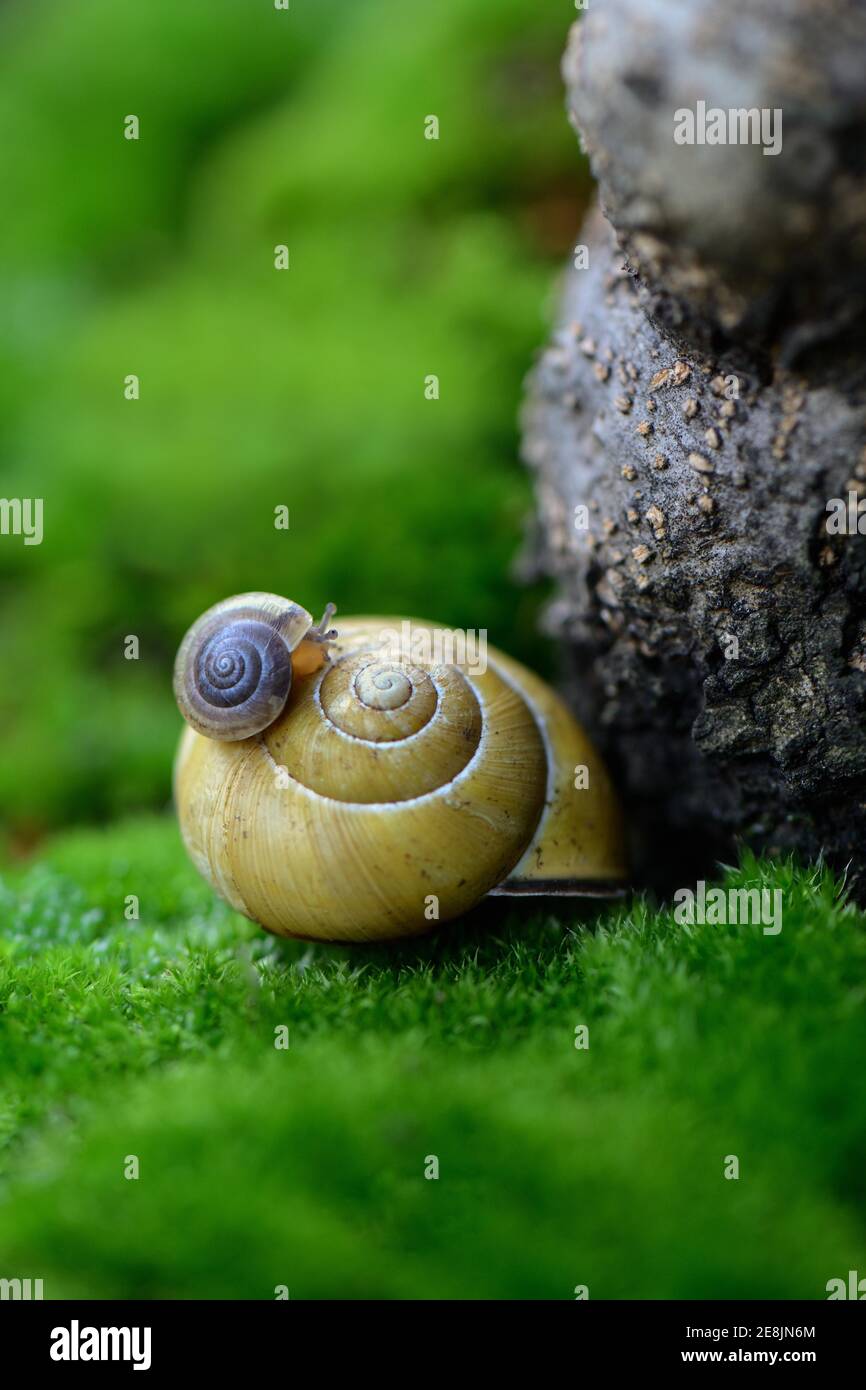 Young snail on snail shell Stock Photo - Alamy