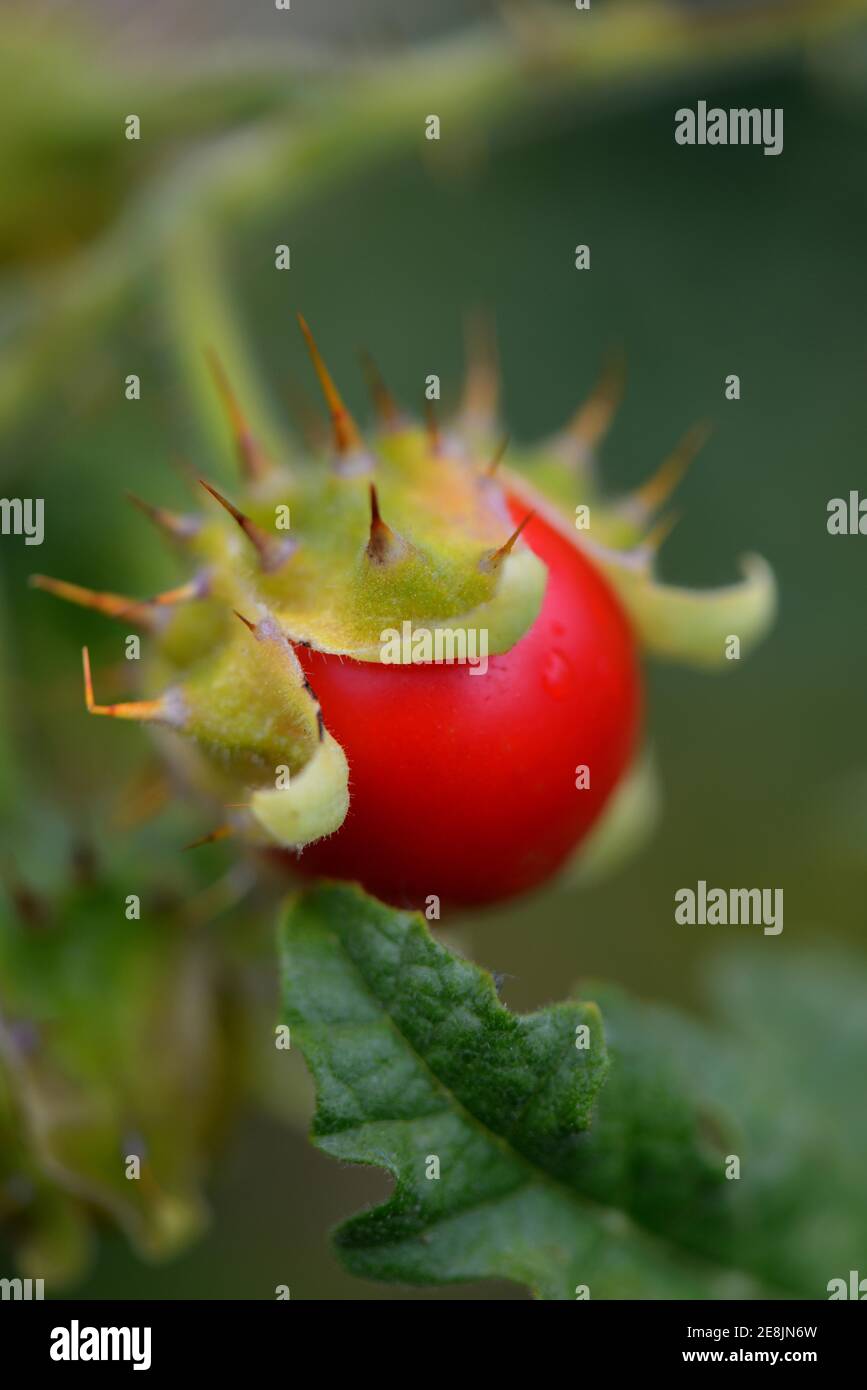 Sticky nightshade, lychee tomato, Solanum sisybriifolium Stock Photo ...