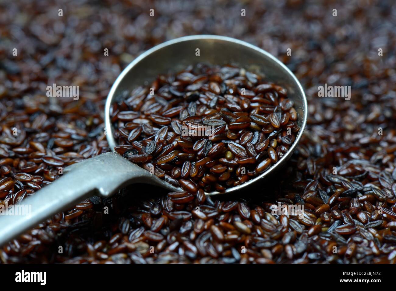 Psyllium, sand plantain, plantago psyllium Stock Photo - Alamy