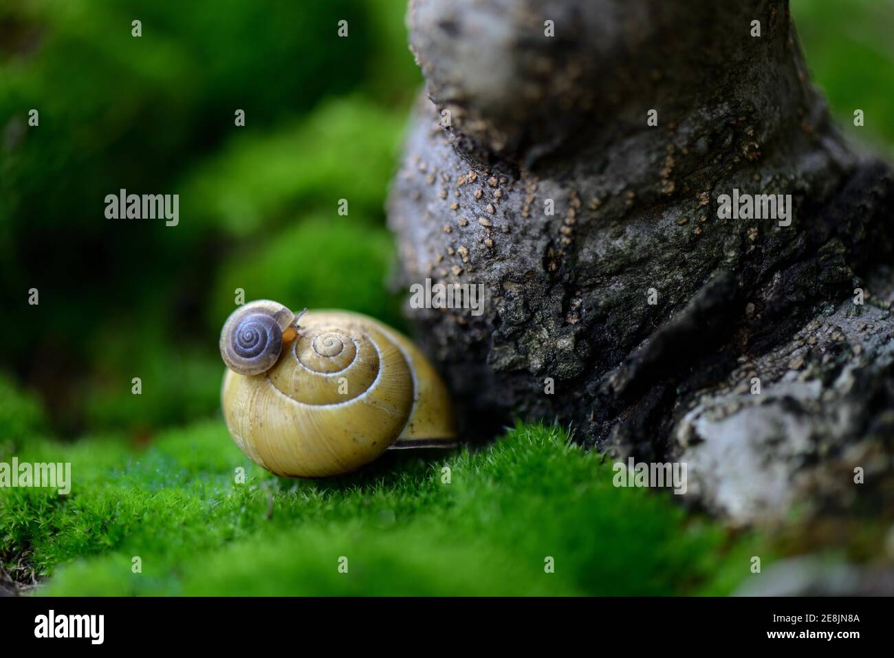 Young shell hi-res stock photography and images - Alamy