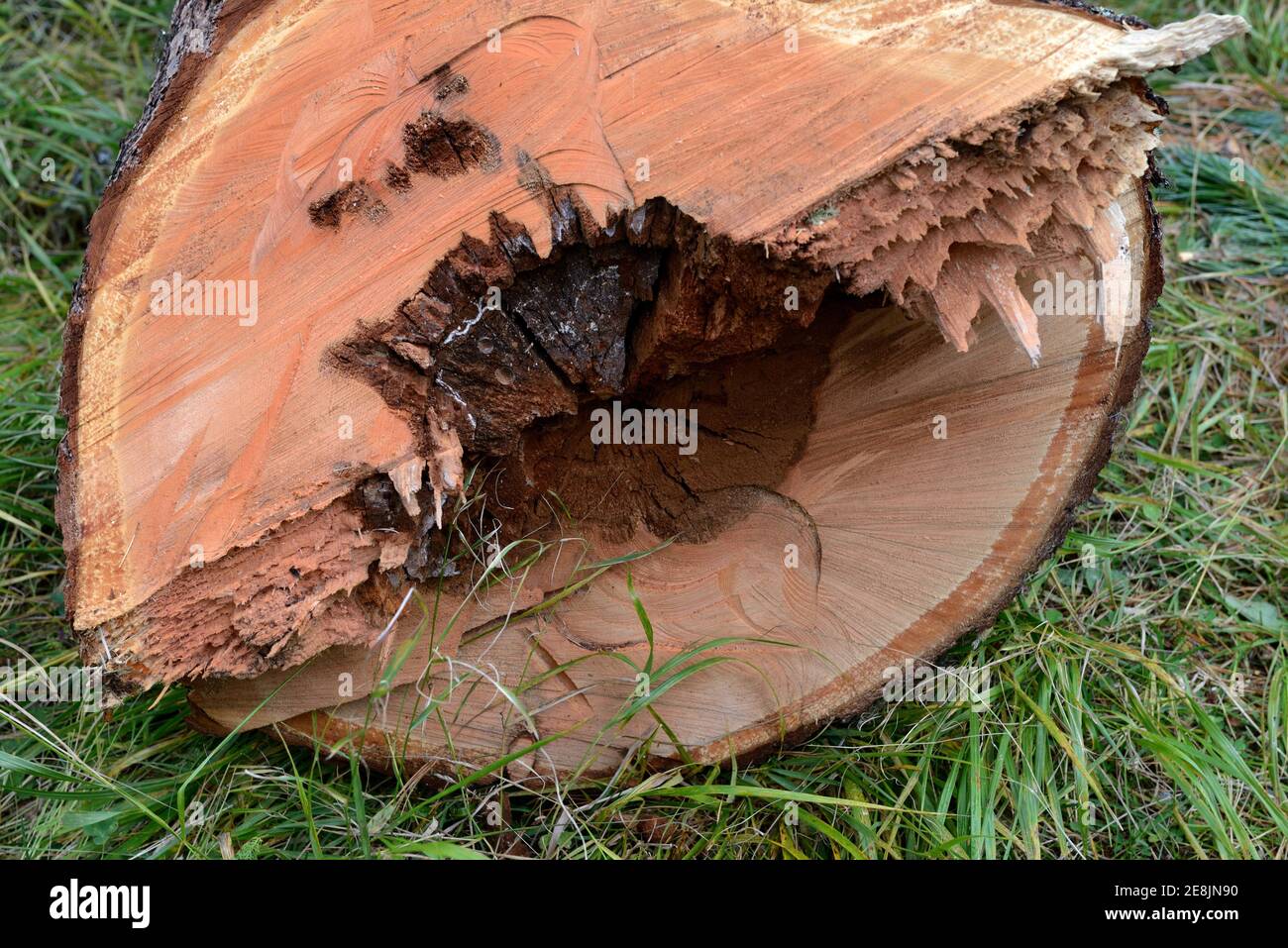 Felled tree with diseased core, stem cross-section, brown rot, tree ...