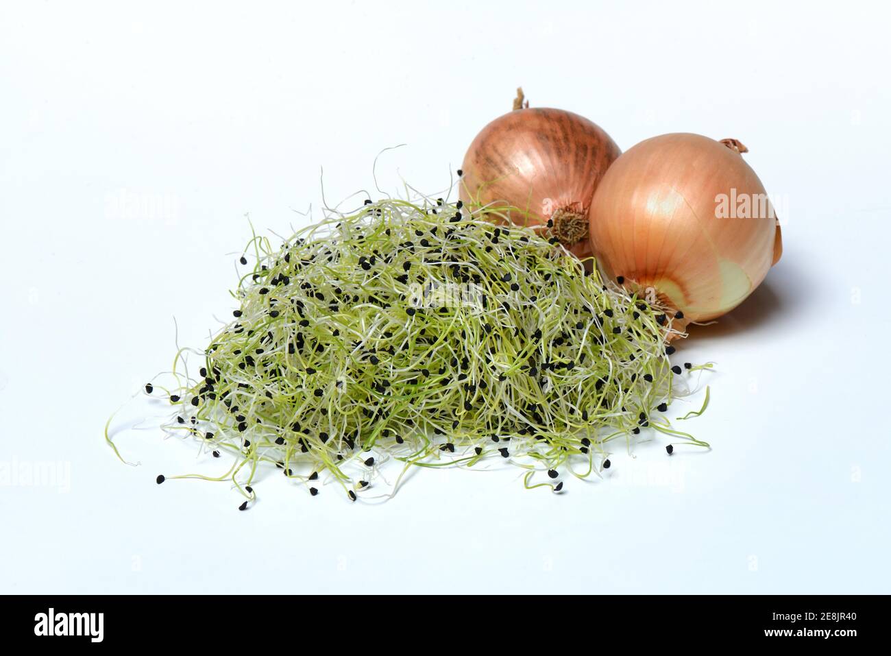 Allium spec hi-res stock photography and images - Alamy
