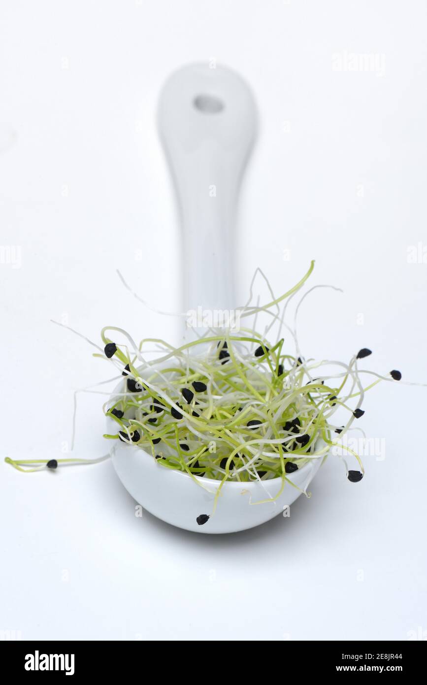 Onion sprouts in porcelain ladle, Allium spec Stock Photo - Alamy