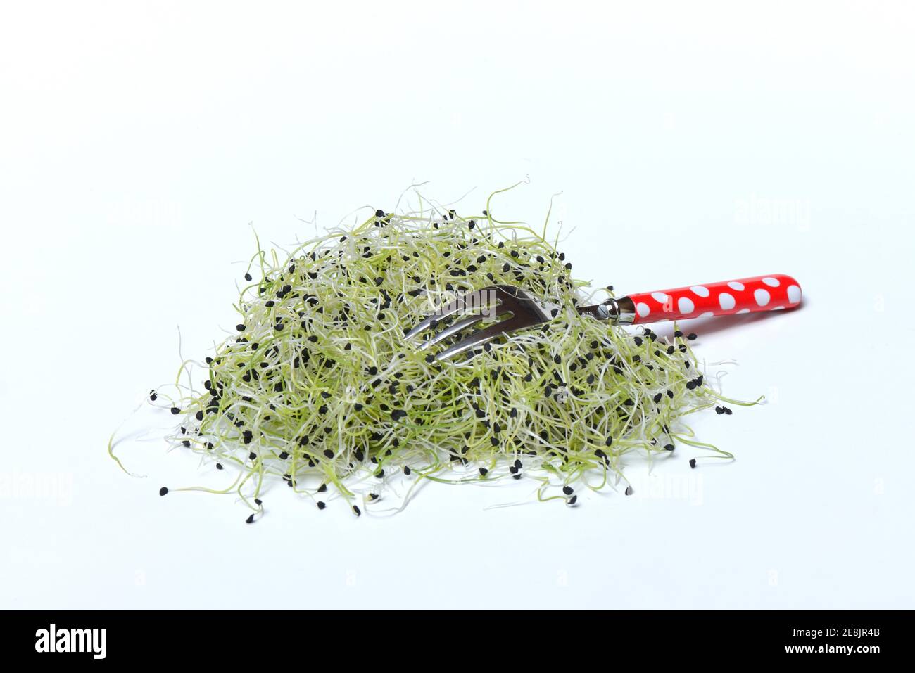 Onion sprouts with fork, Allium spec Stock Photo - Alamy