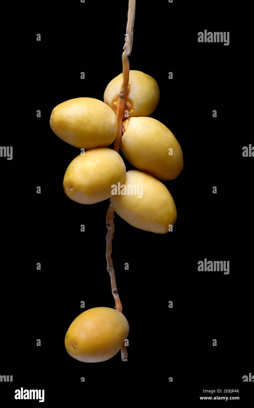 Origin southern africa hi-res stock photography and images - Alamy