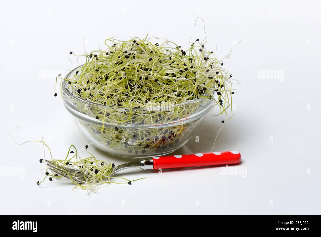 Allium spec hi-res stock photography and images - Alamy