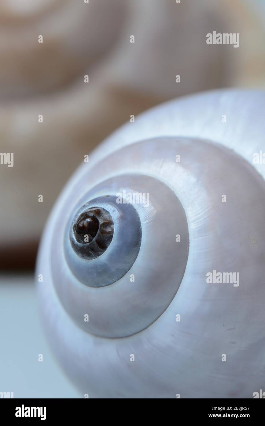 The shell of the environment hi-res stock photography and images - Alamy