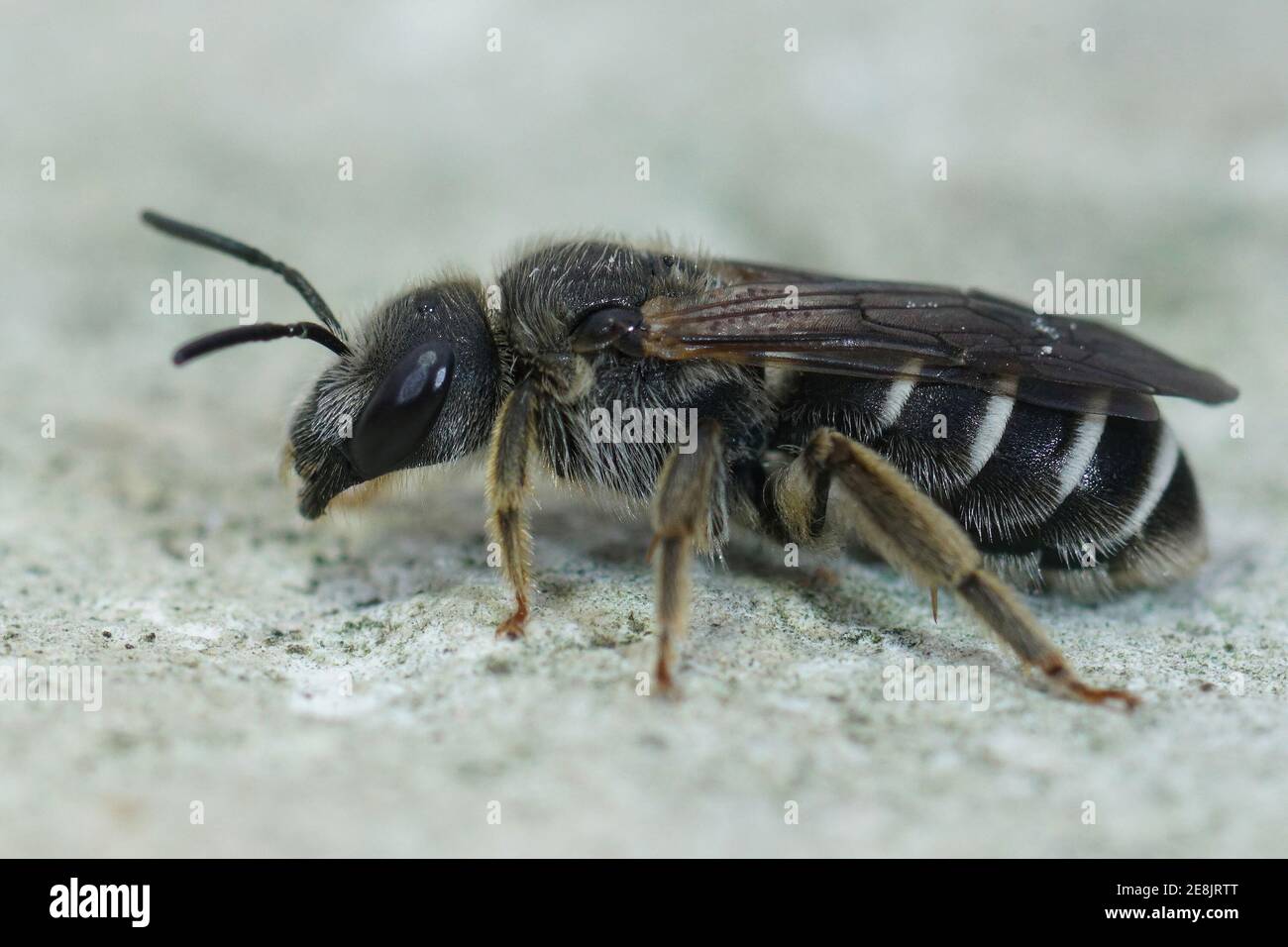 Solitary bees species hi-res stock photography and images - Alamy