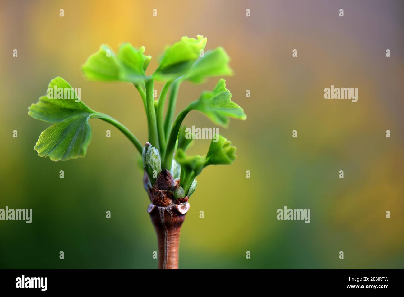 Leaf shoots of ginkgo tree, Ginkgo biloba Stock Photo - Alamy