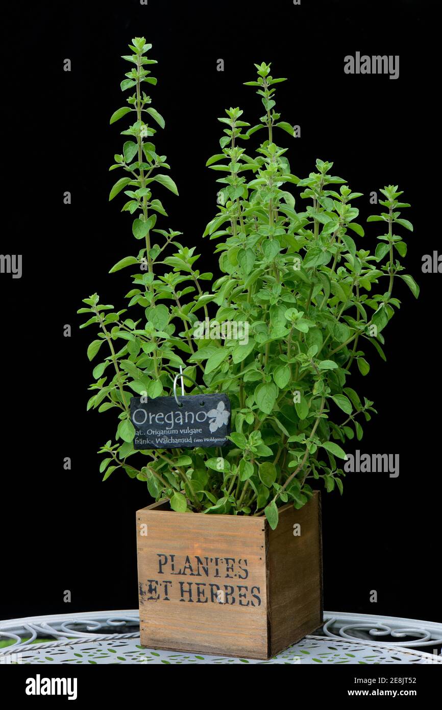 Oregano pot garden hi-res stock photography and images - Alamy