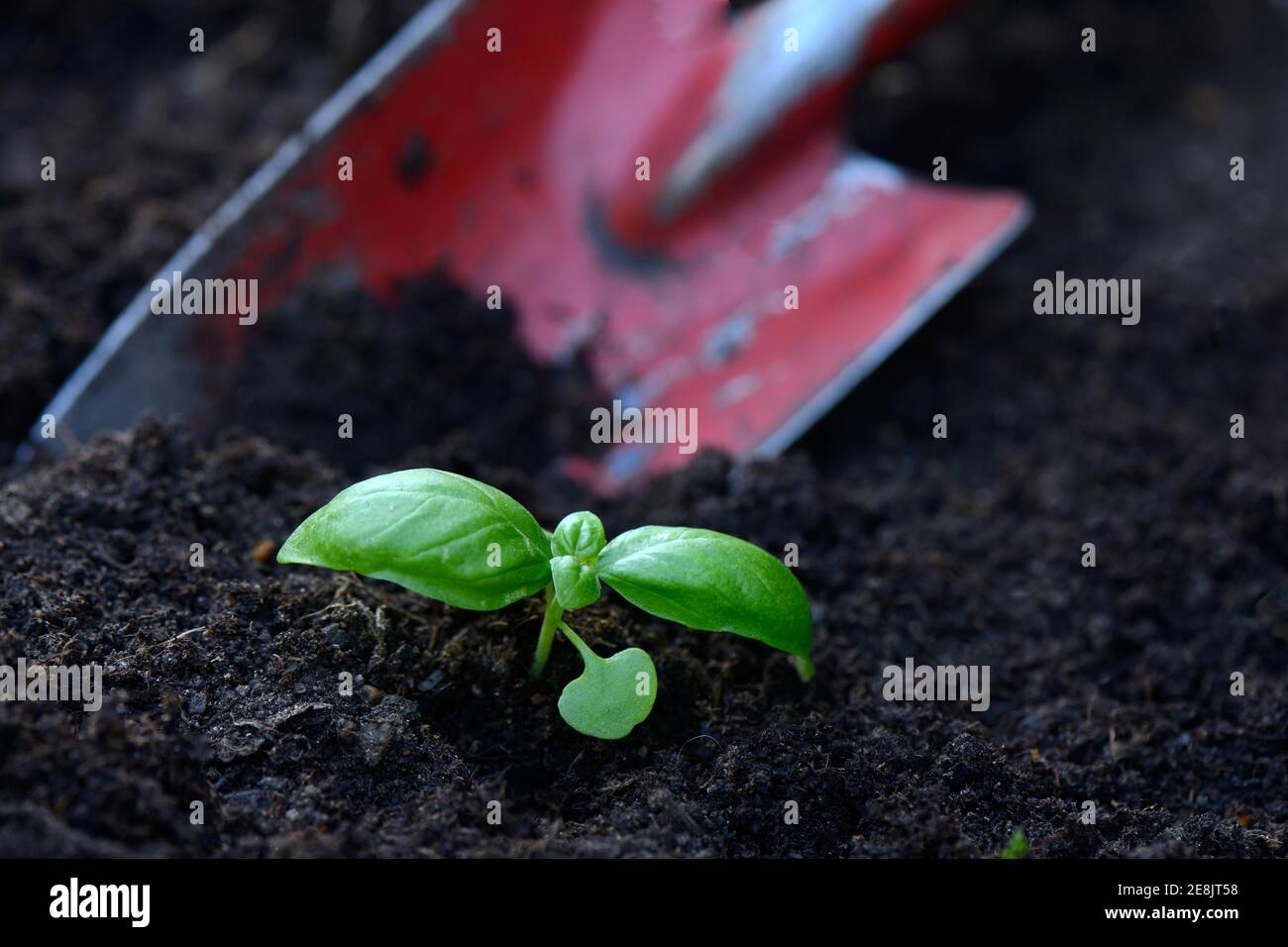 Basil, young plant with garden shovel, Ocimum basilicum Stock Photo - Alamy