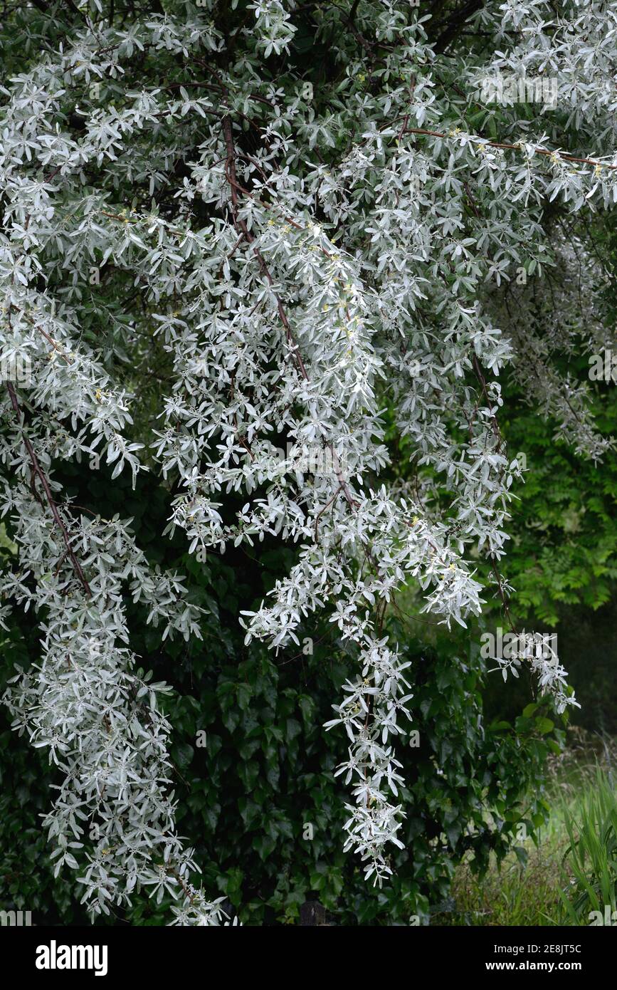 White willow, Salix alba Stock Photo - Alamy