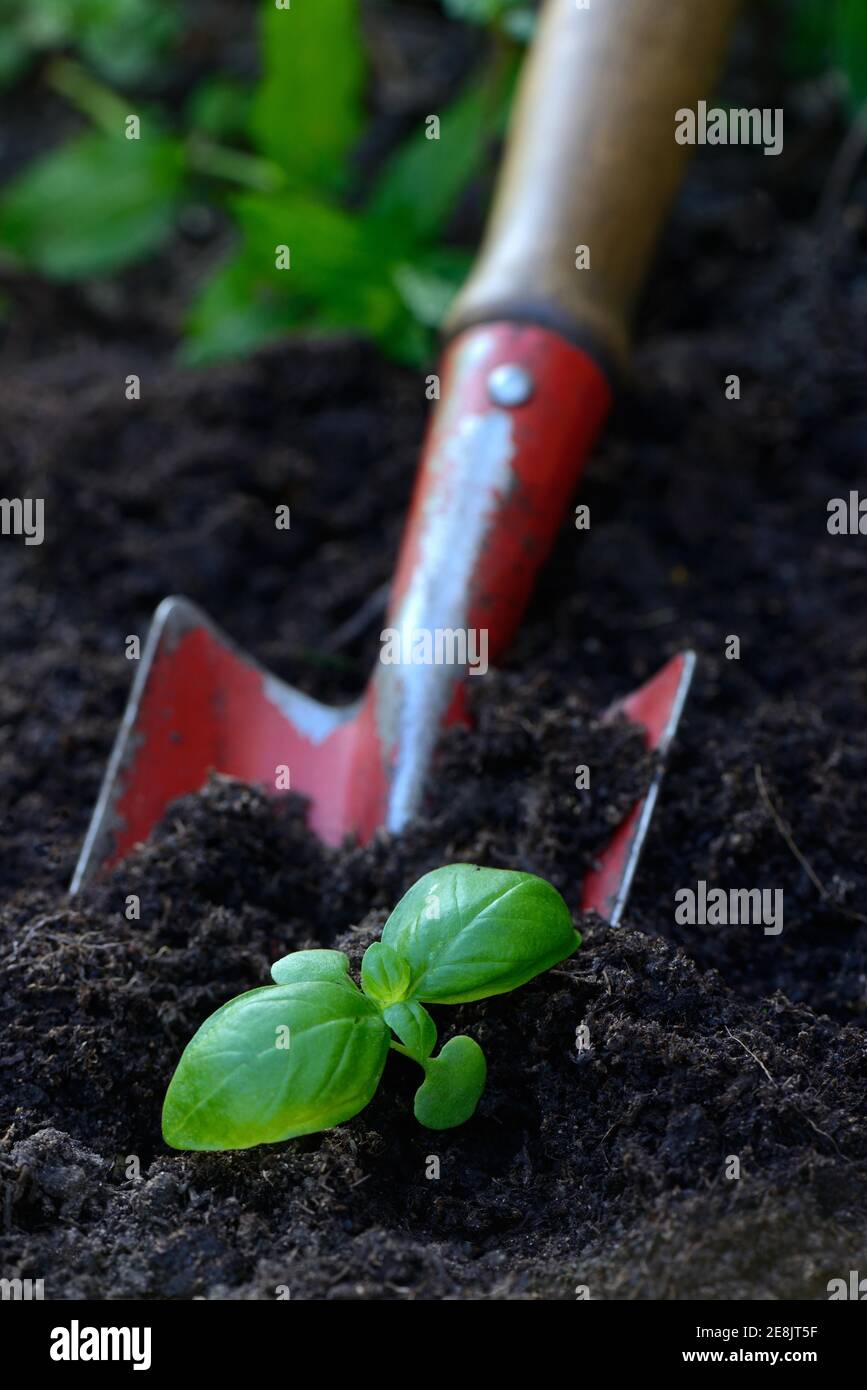 Basil, young plant with garden shovel, Ocimum basilicum Stock Photo - Alamy