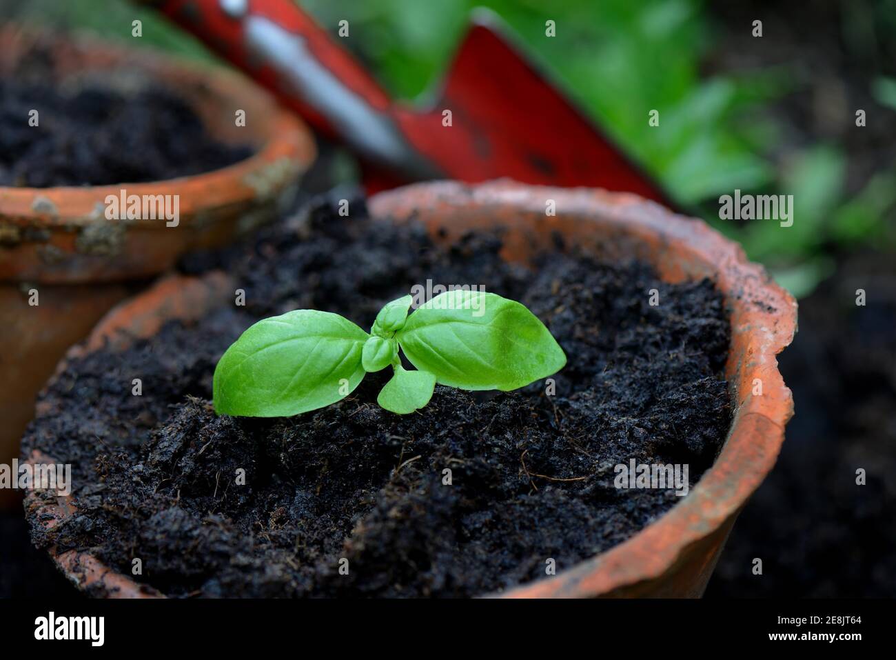 Basil, young plant with garden shovel, Ocimum basilicum Stock Photo - Alamy