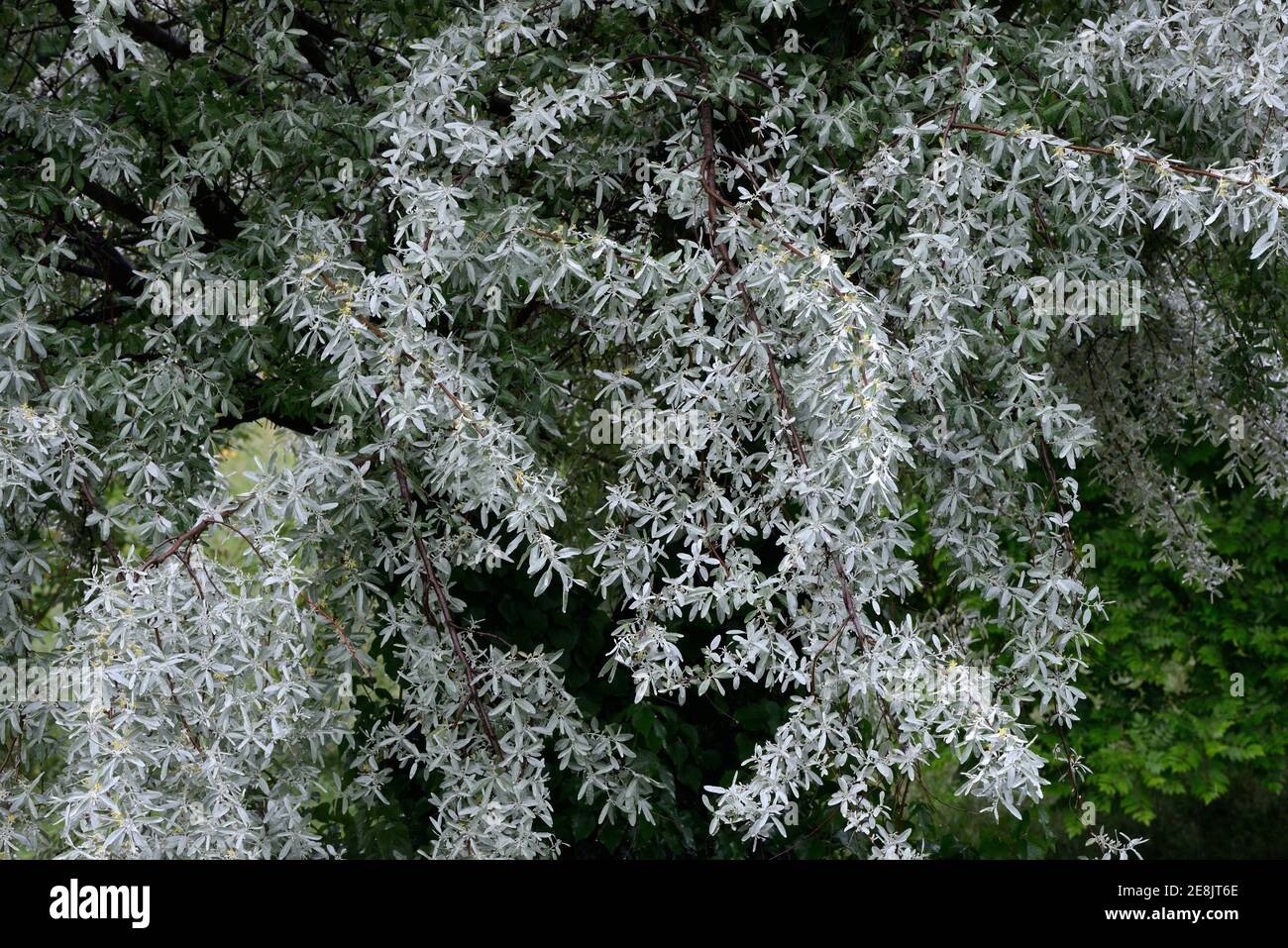 White willow, Salix alba Stock Photo - Alamy