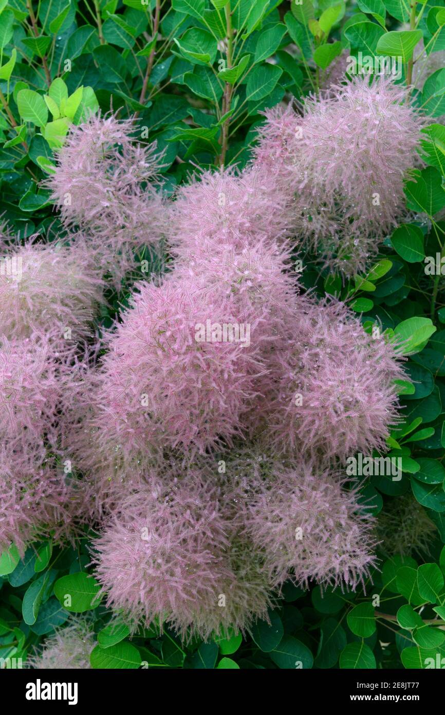 Wig Bush ( Cotinus coggygria Stock Photo - Alamy