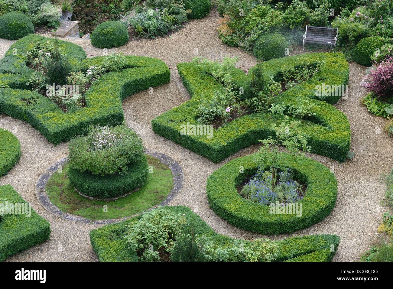 Boxwood in topiary, boxwood hedge, Buxus sempervirens Stock Photo - Alamy