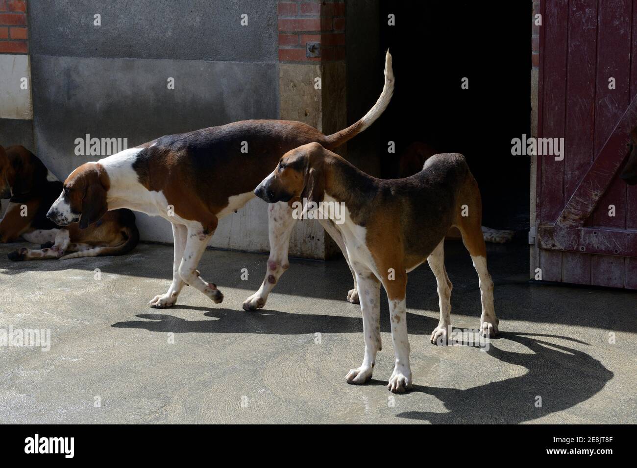 Kennel palace hi-res stock photography and images - Alamy