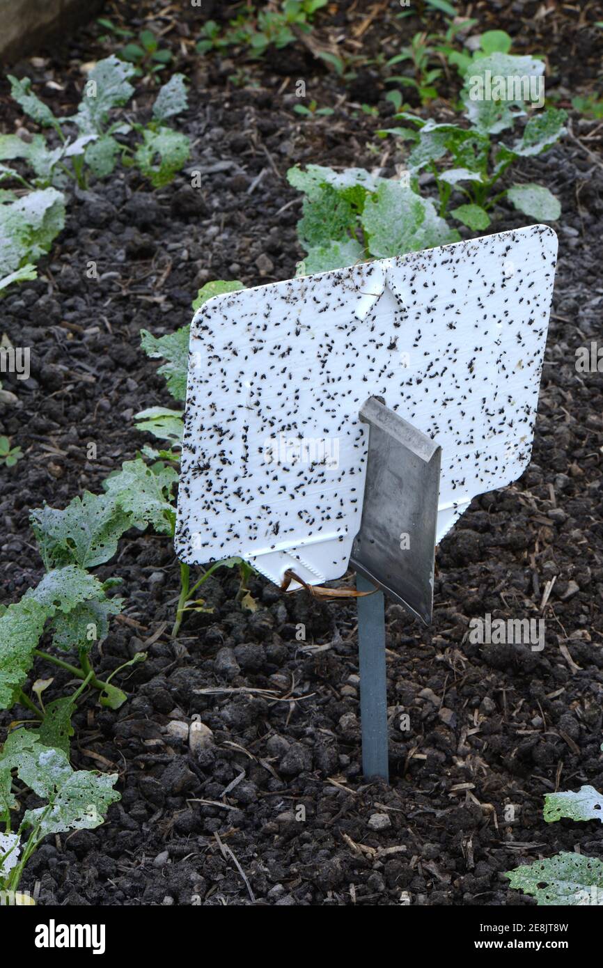 Garden trap hi-res stock photography and images - Alamy