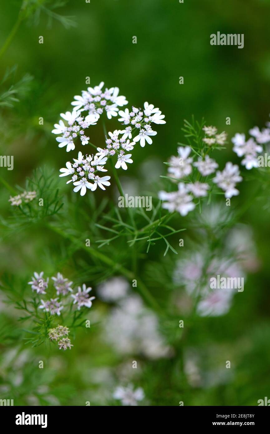 Coriander inflorescence hi-res stock photography and images - Alamy