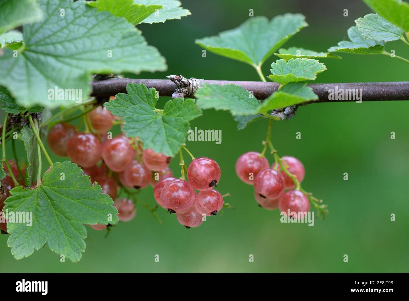 Currant, variety Rose de Champagne Stock Photo - Alamy