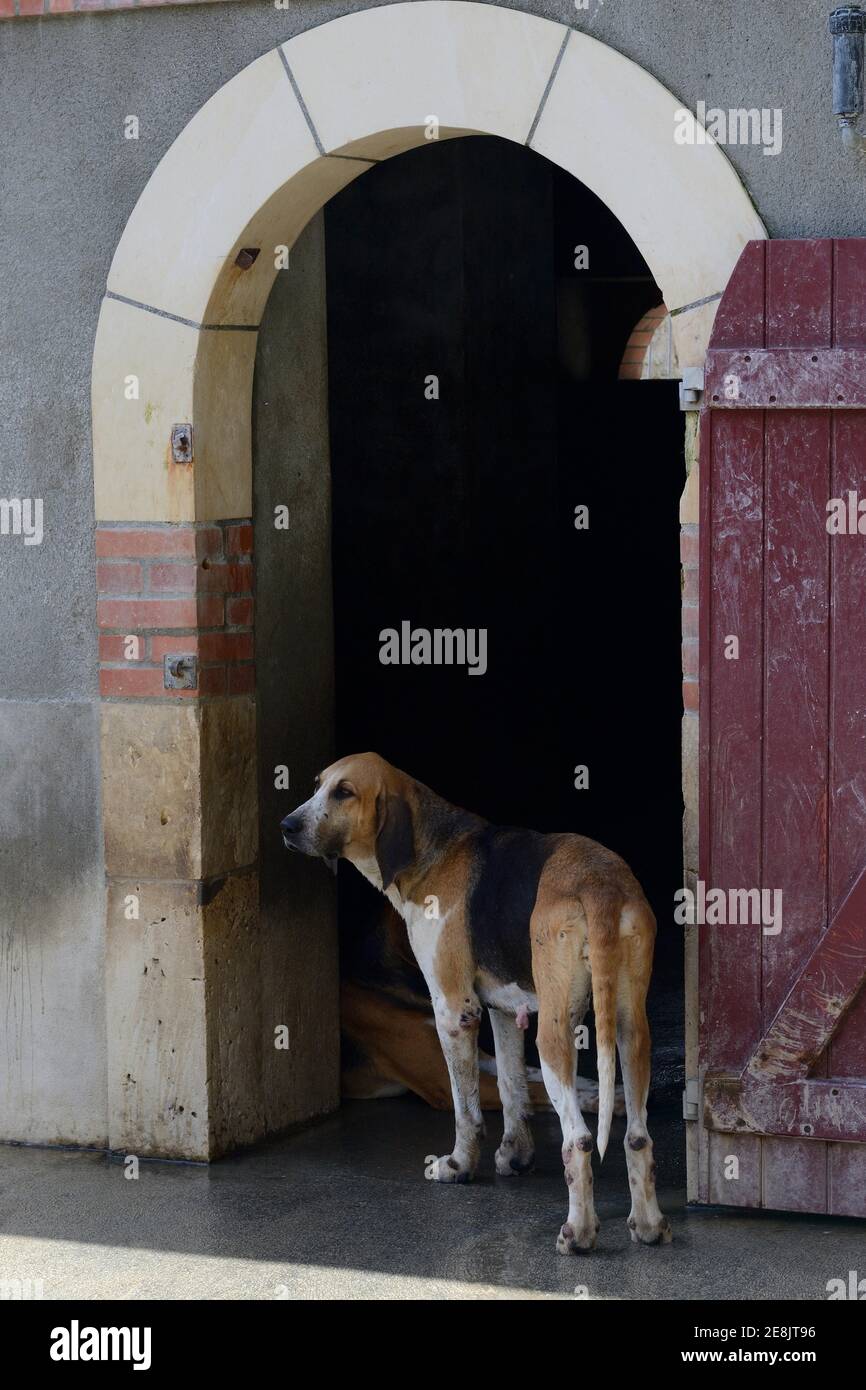 Hunting dogs in the kennel of Cheverny Castle, Loire Castle Cheverny ...