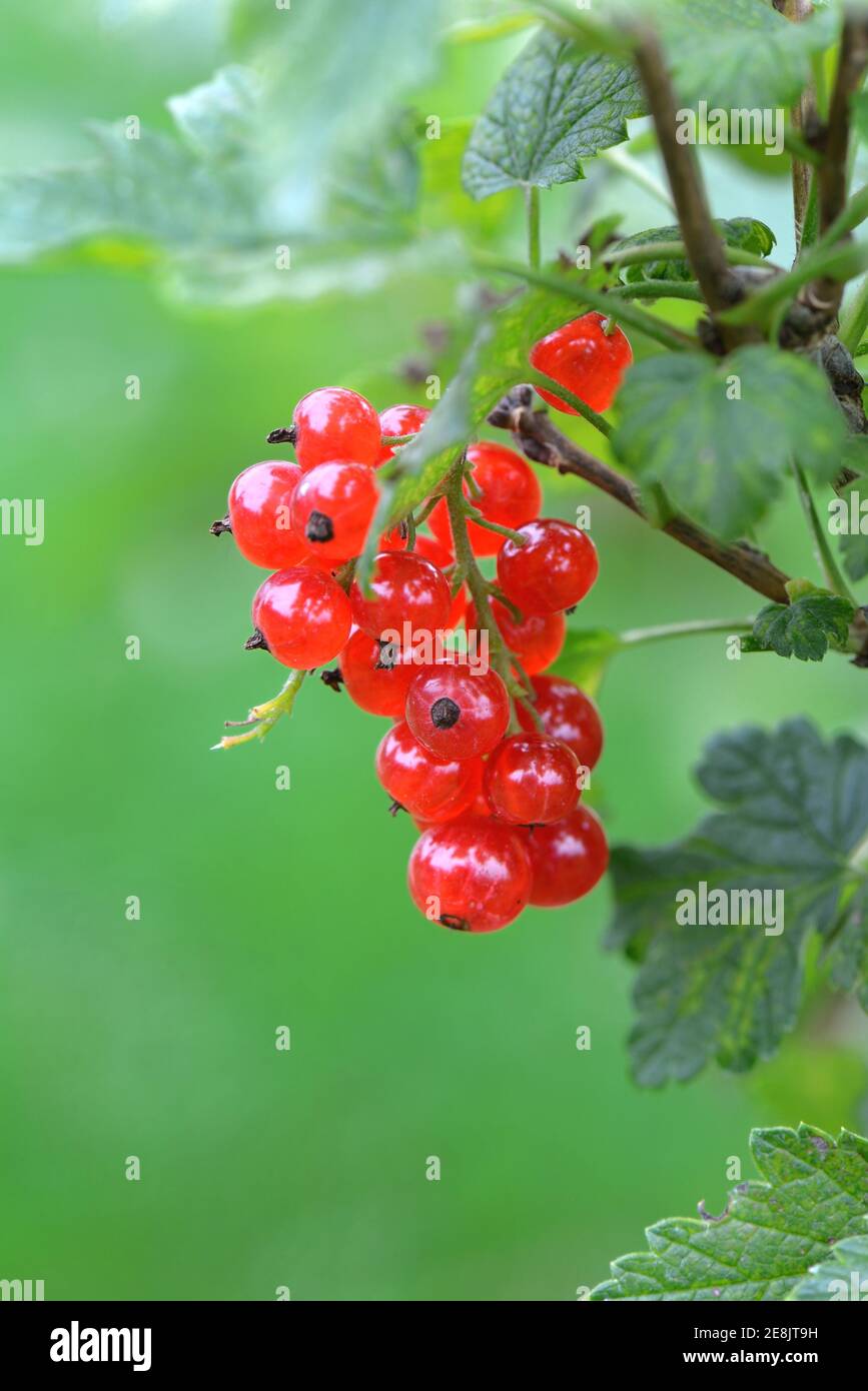 Currant variety hi-res stock photography and images - Alamy